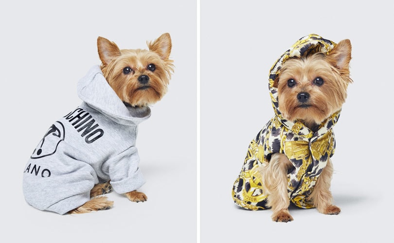 Dog fashion: the next step for luxury brands?